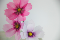 Make - a - Cosmos Wafer Paper Flower Kit - The Imagique Group