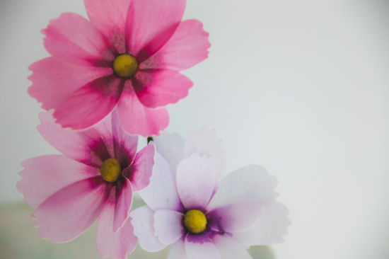 Make - a - Cosmos Wafer Paper Flower Kit - The Imagique Group