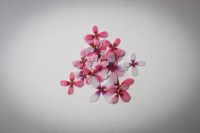 Make - a - Cosmos Wafer Paper Flower Kit - The Imagique Group